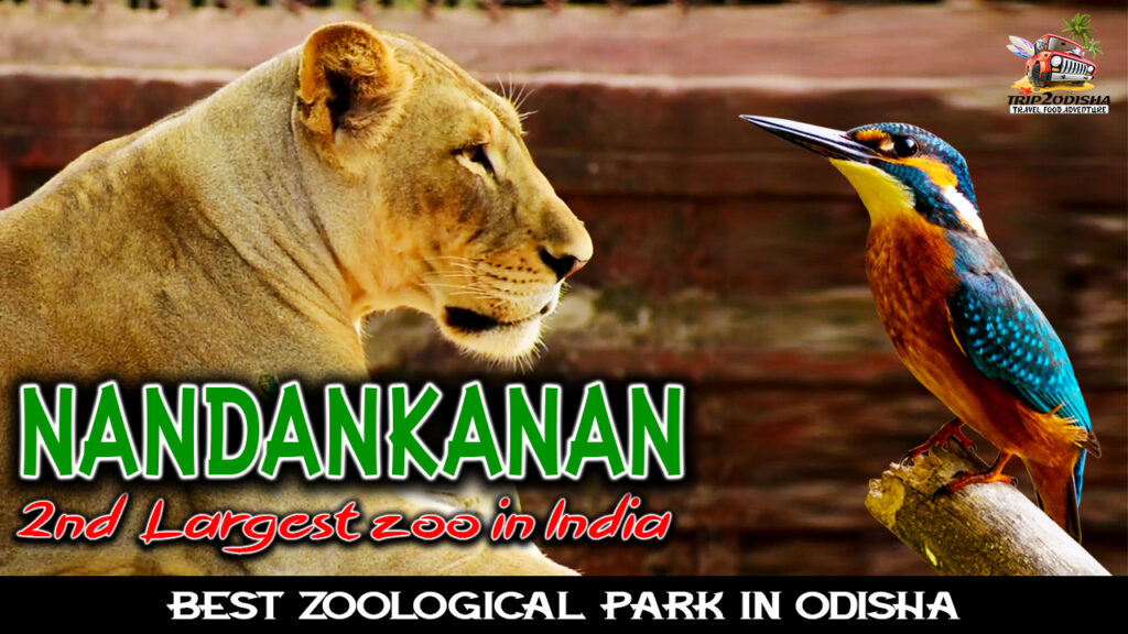 Nandankanan is recognized as the finest zoological park in Odisha and ...